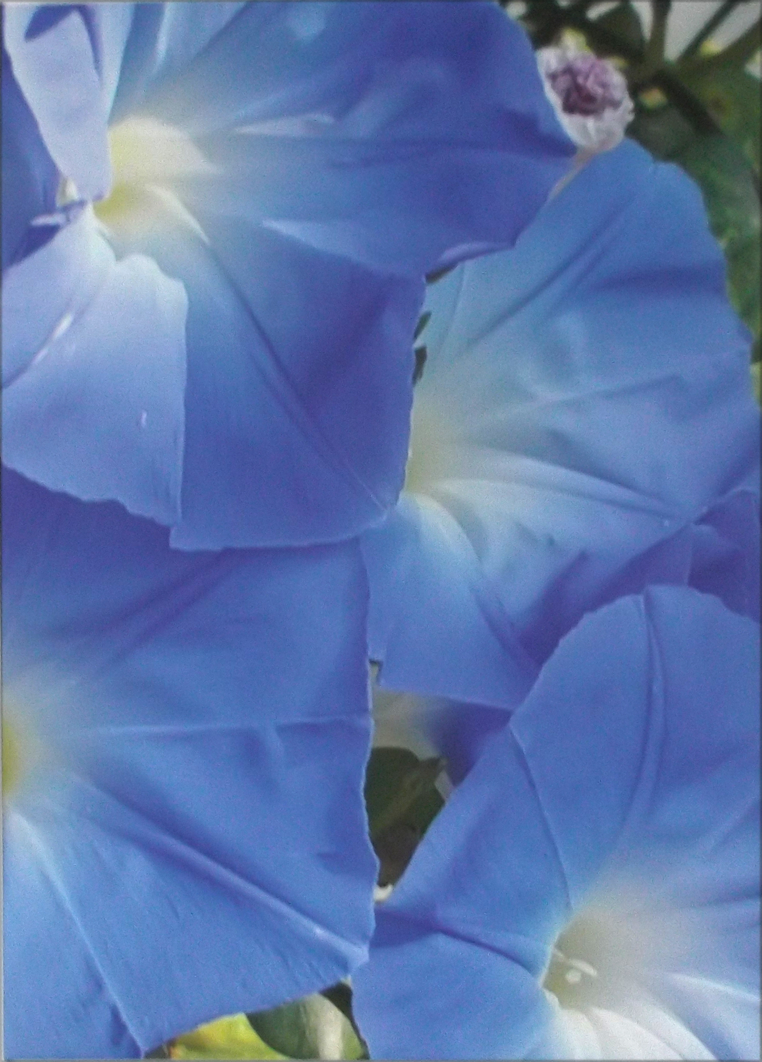 Jean Knox – Allan Gardens Floral Art Gallery